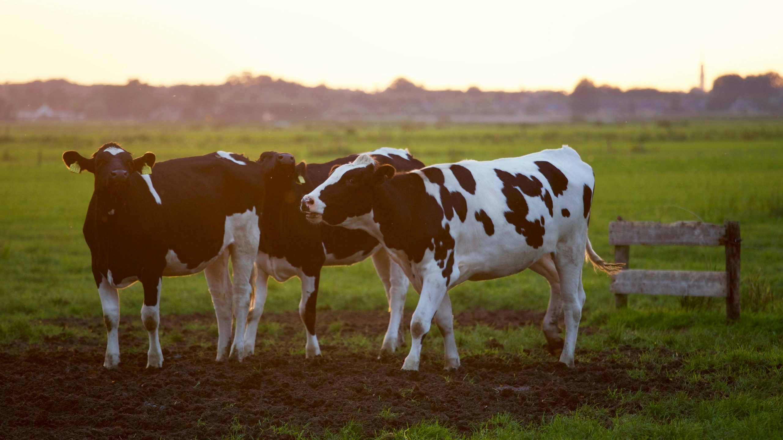 Calabro Cheese Corporation | Connecticut Cheese Guild | Department of ...