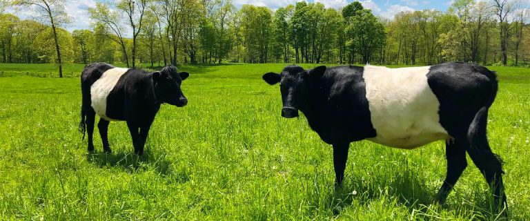 Awards | Connecticut Cheese Guild | Department of Animal Sciences ...